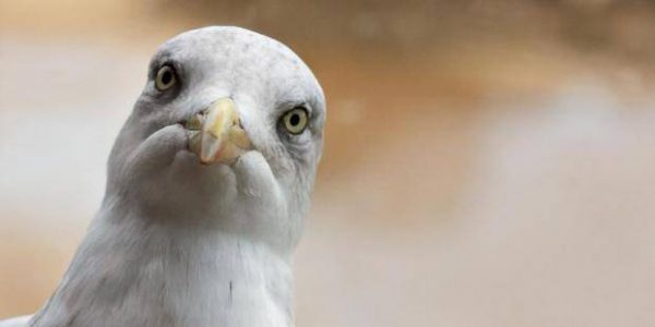 De Turkse kapper en de meeuw in het doosje – www.ikreddewereld.nl